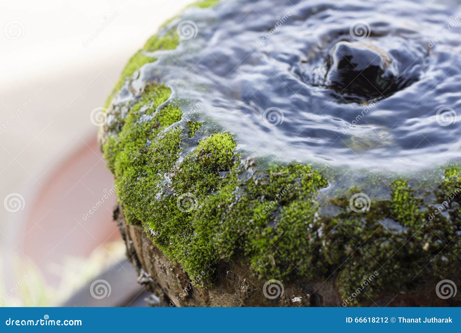 Water and green moss stock photo. Image of water, park - 66618212