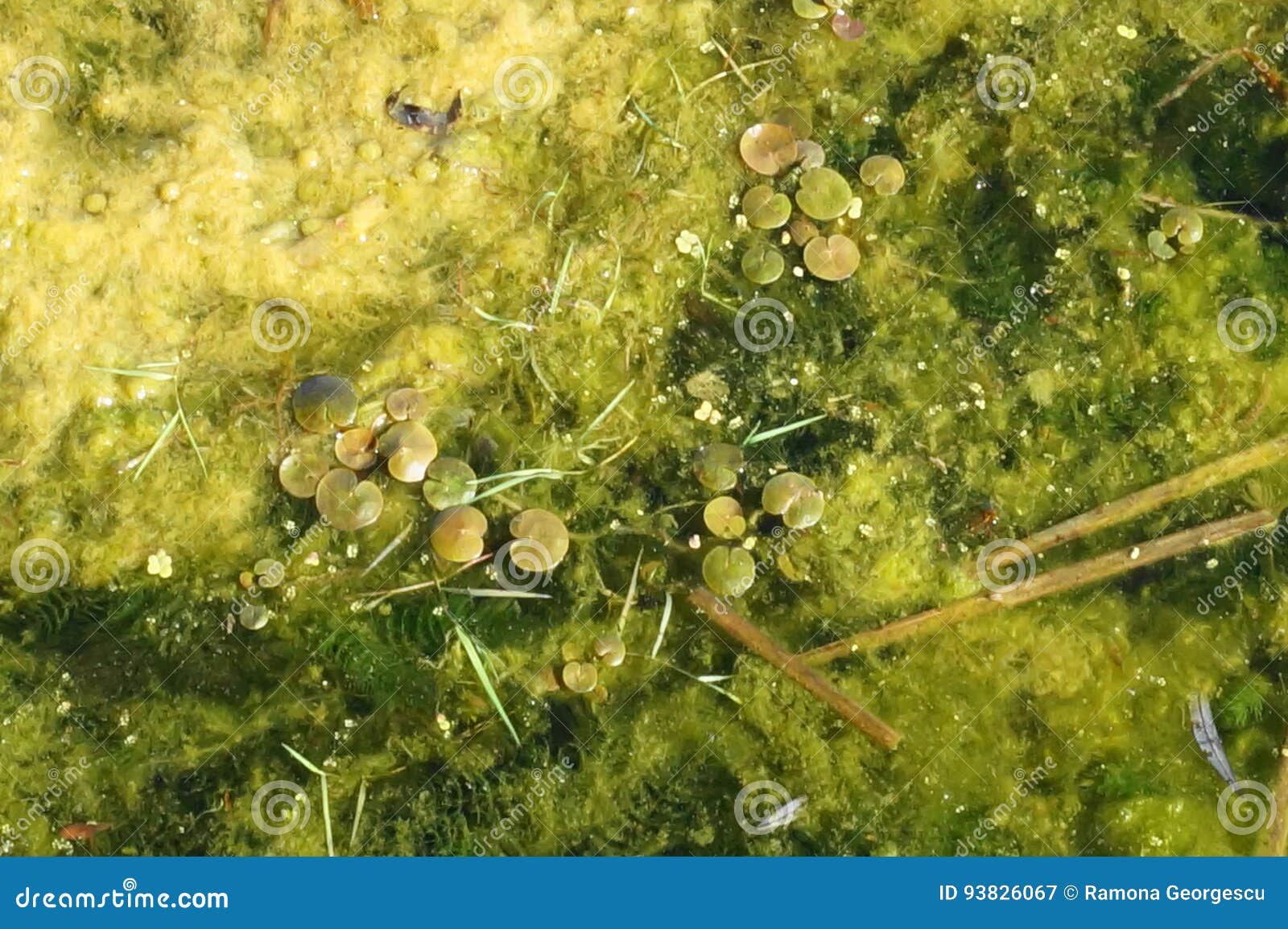 Water with Green Plants and Algae Spirogyra Near the Shore Stock Image ...