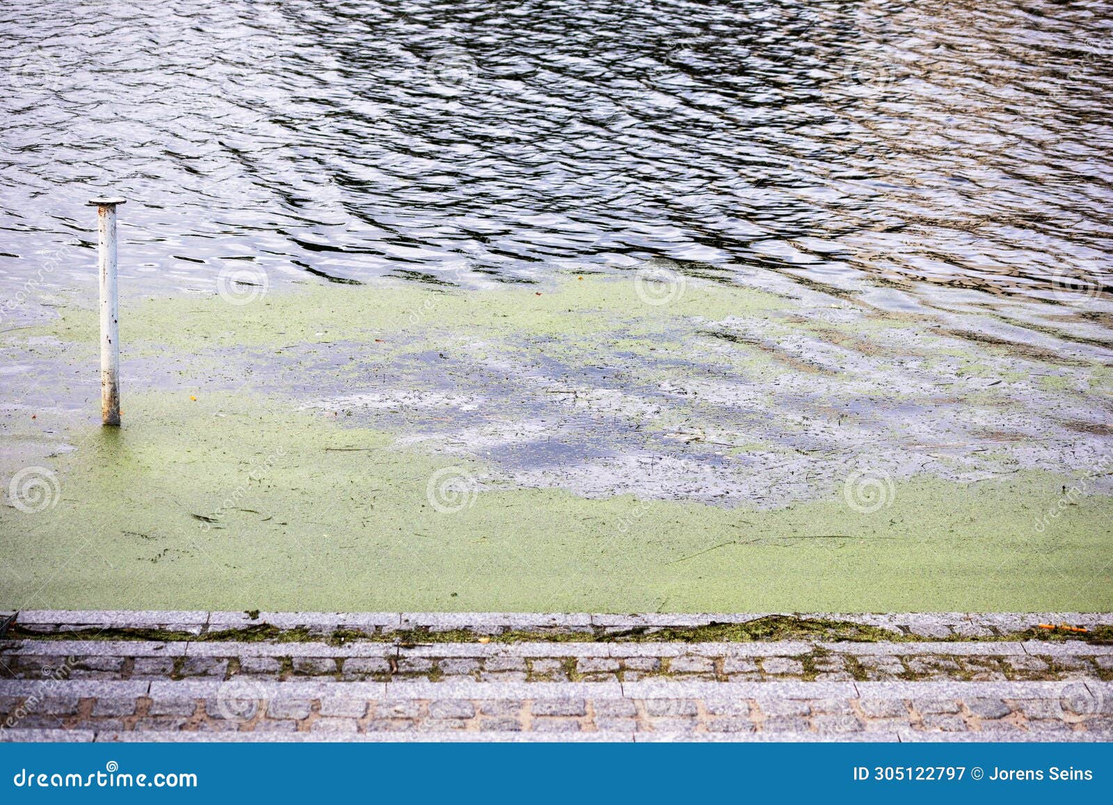 Water with Green Sludge Floating on Top Stock Image - Image of water ...
