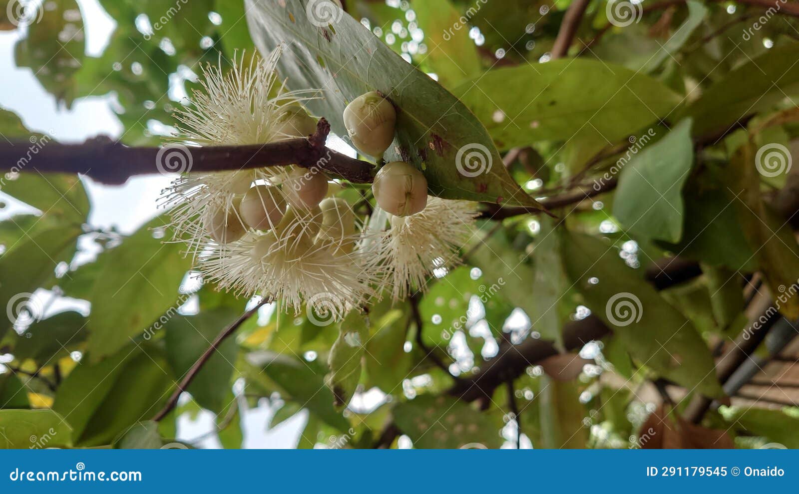 Water Guava Trees With Several Kinds Royalty-Free Stock Image ...