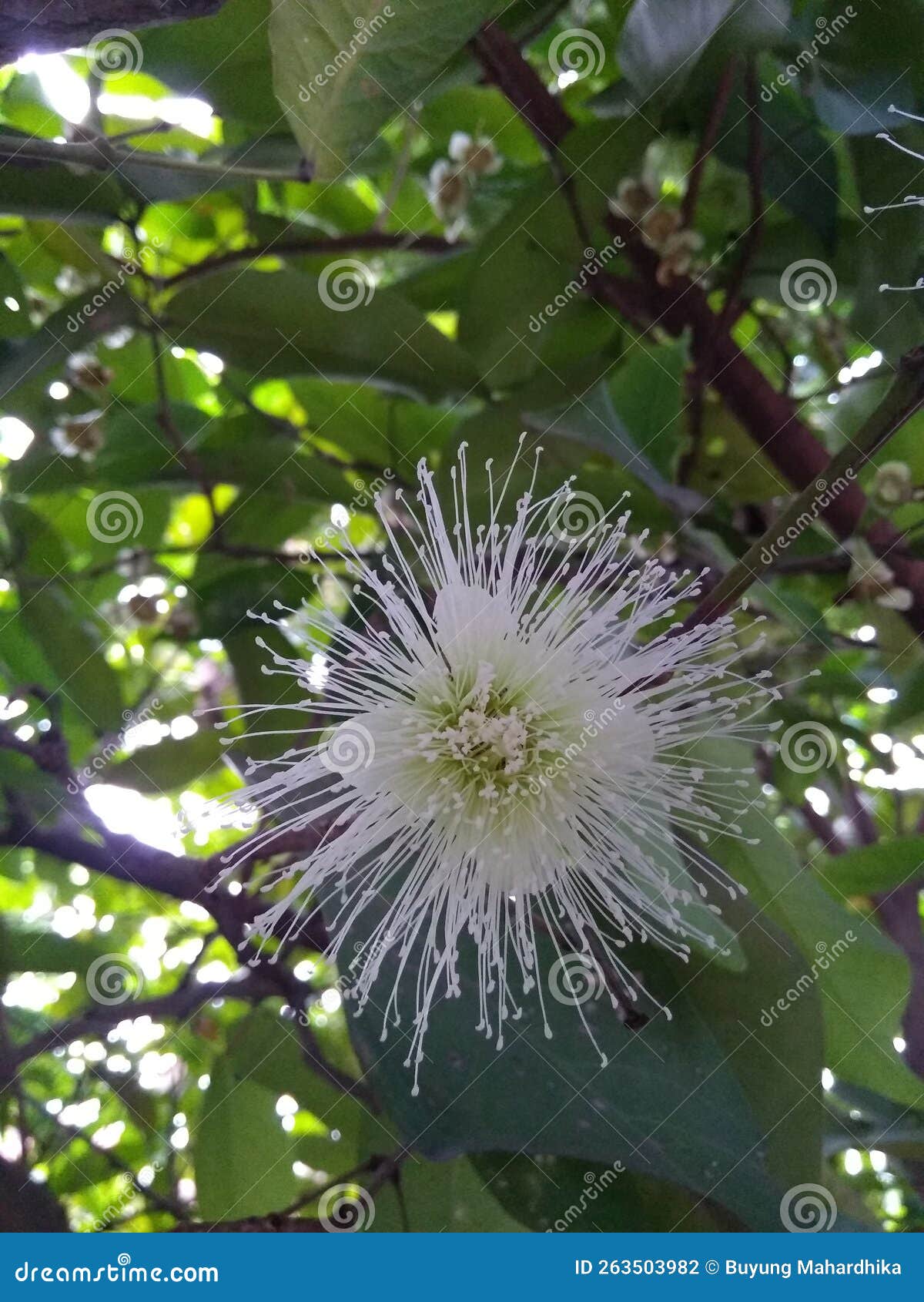 This is a Water Guava Flower that Comes from Indonesia Stock Photo ...