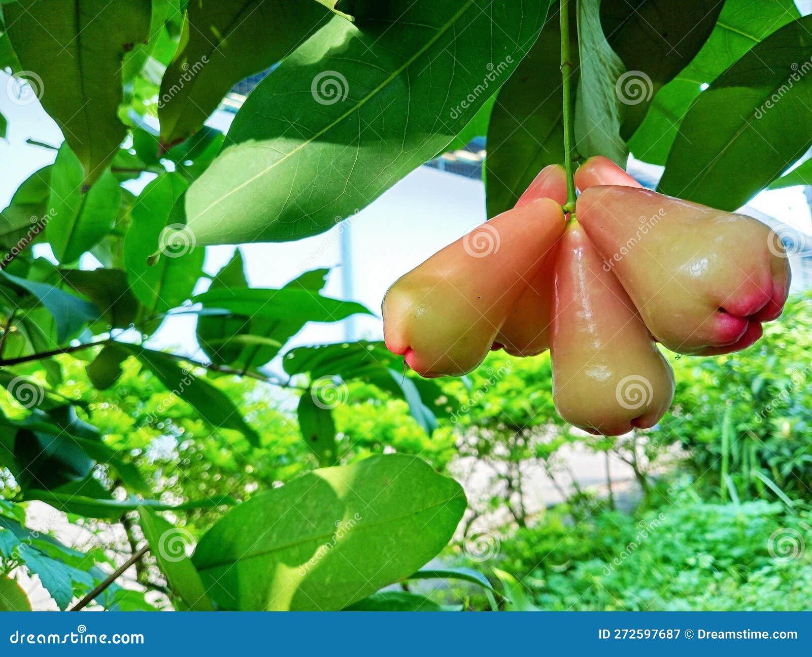 Water Guava Fruit Color is Tempting Stock Image - Image of water ...
