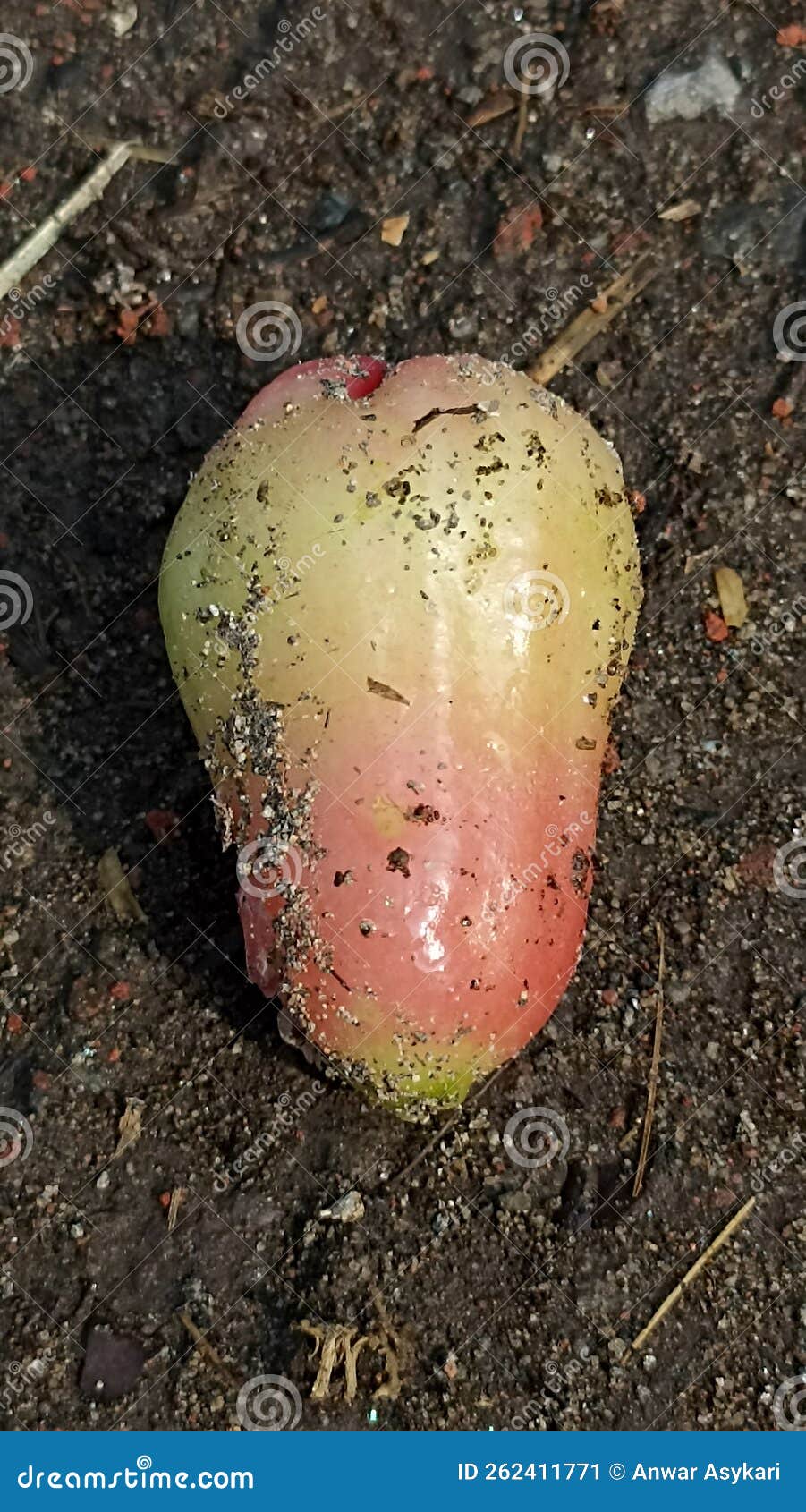 Water Guava Fruit that Fell on the Ground Stock Image - Image of autumn ...