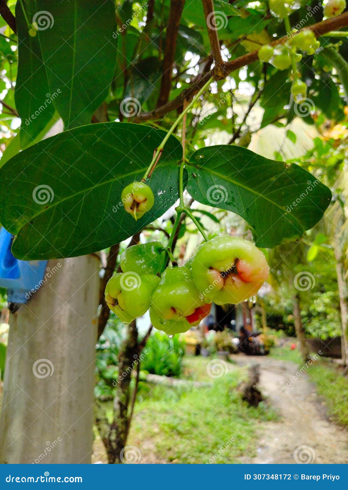 Water Guava Fruit in Front of a Simple Stock Photo - Image of produce ...