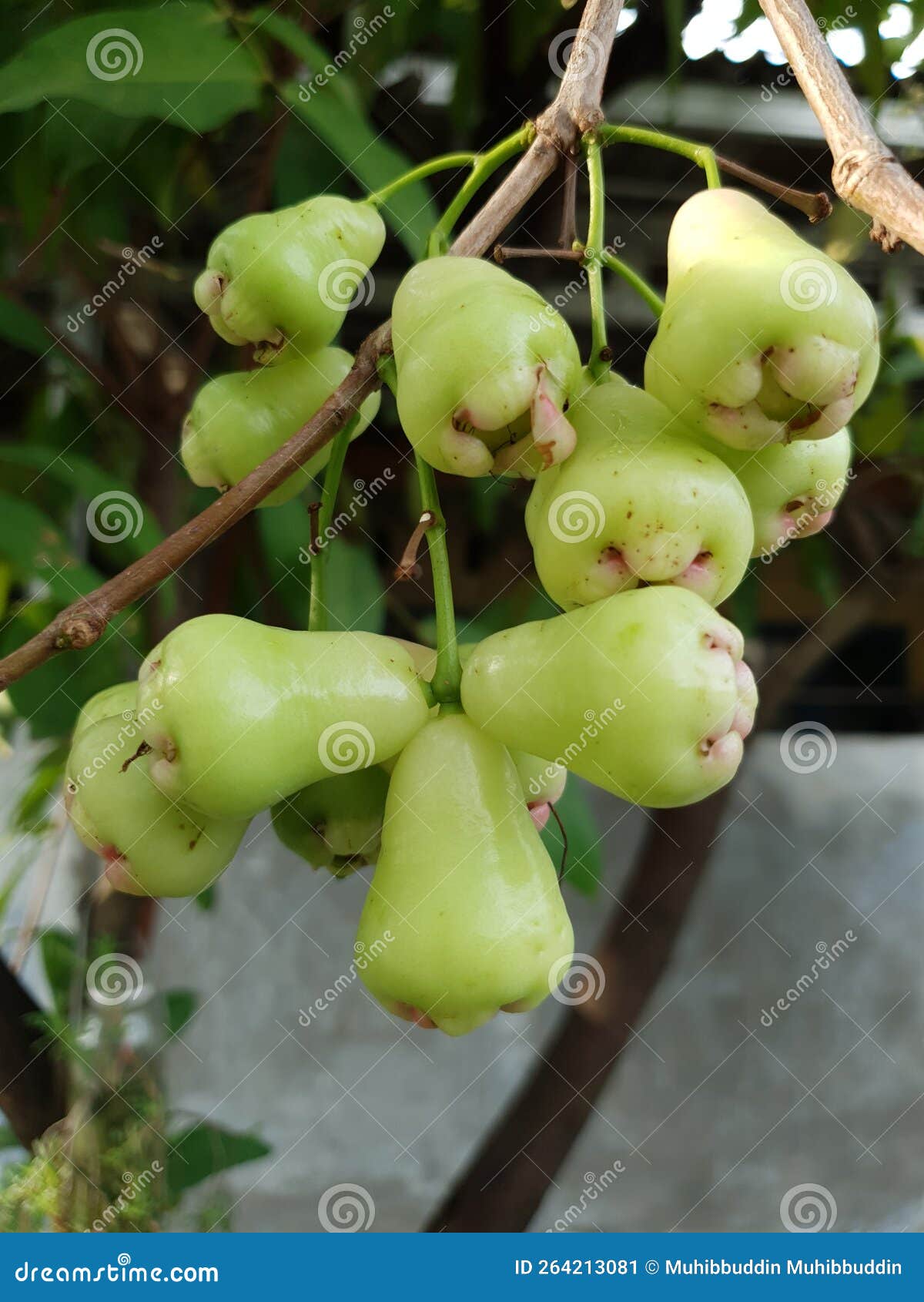 Water Guava Fruit is Green and Small, Still Unripe Stock Image - Image ...