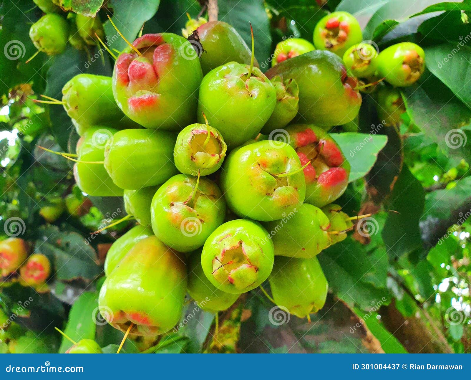Water Guava Fruit Photographed Somewhere in Indonesia Stock Image ...