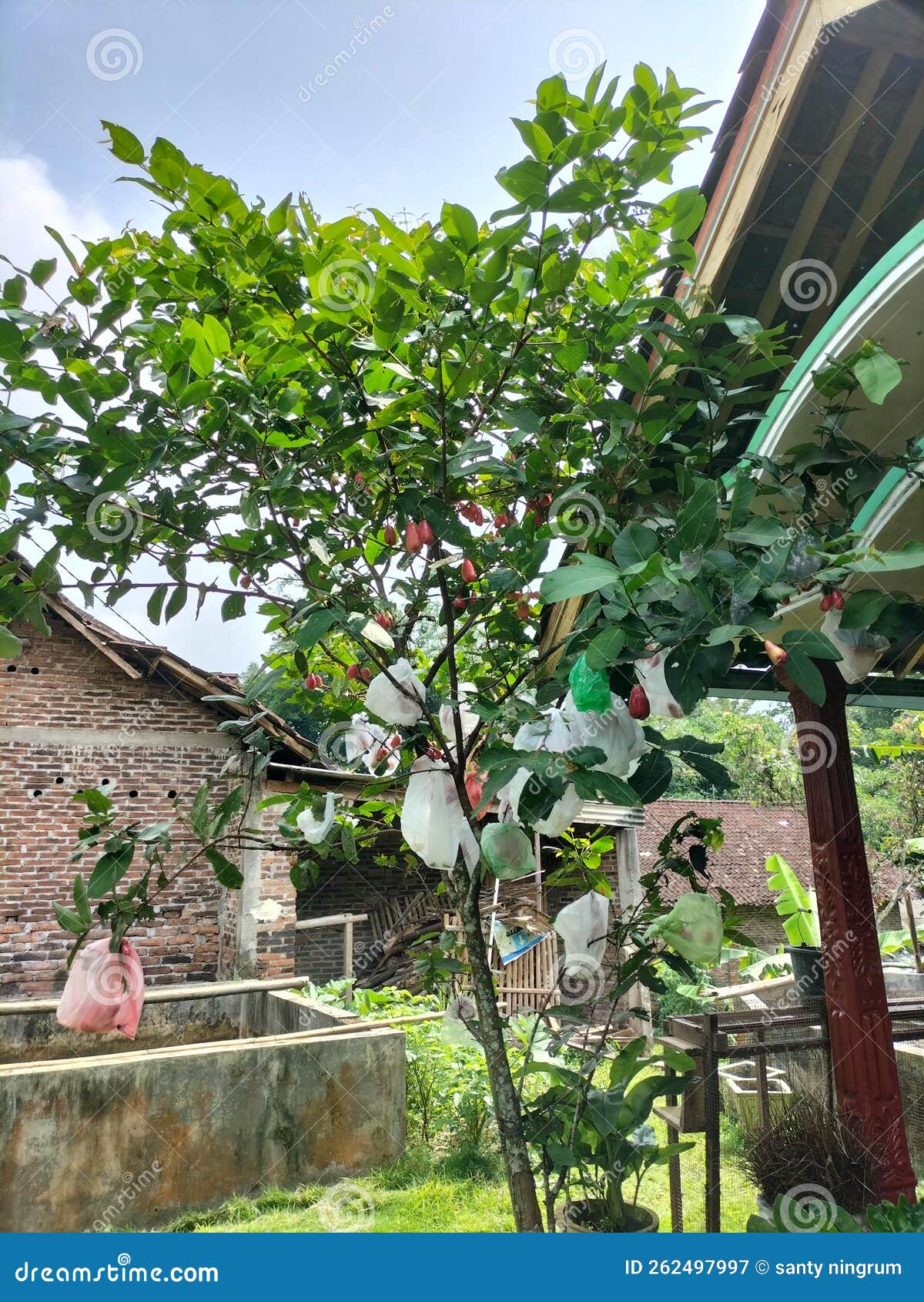Water guava fruit season stock image. Image of fruit - 262497997