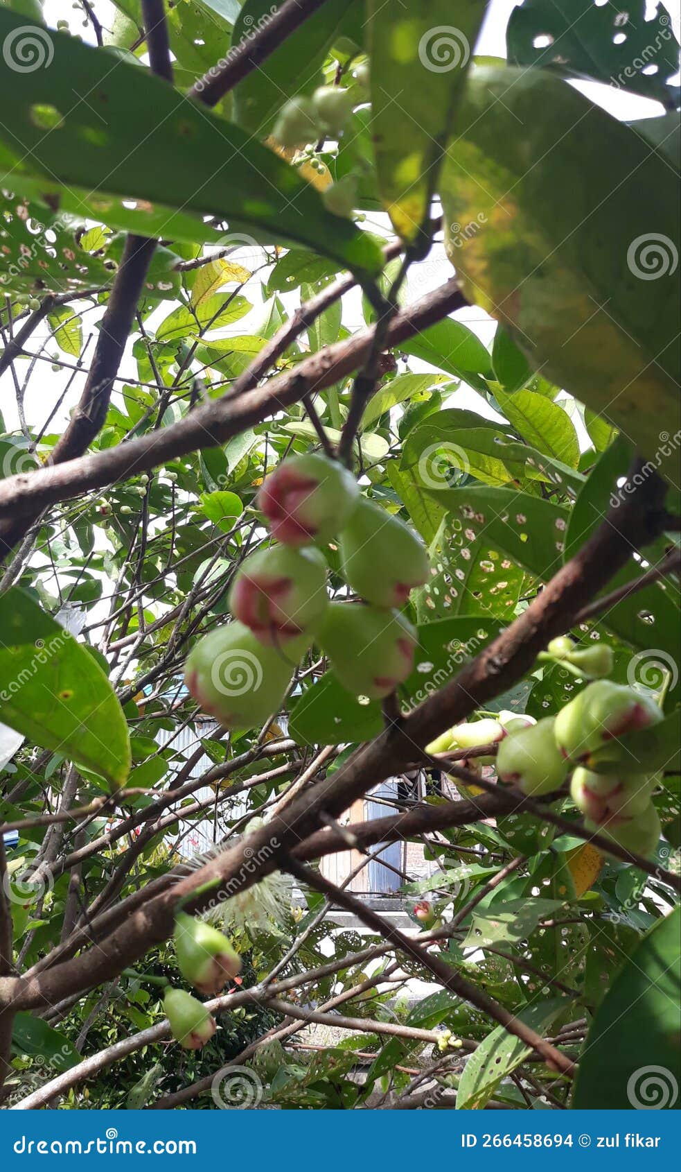 Water Guava Fruit is Still Young Stock Photo - Image of shrub, produce ...