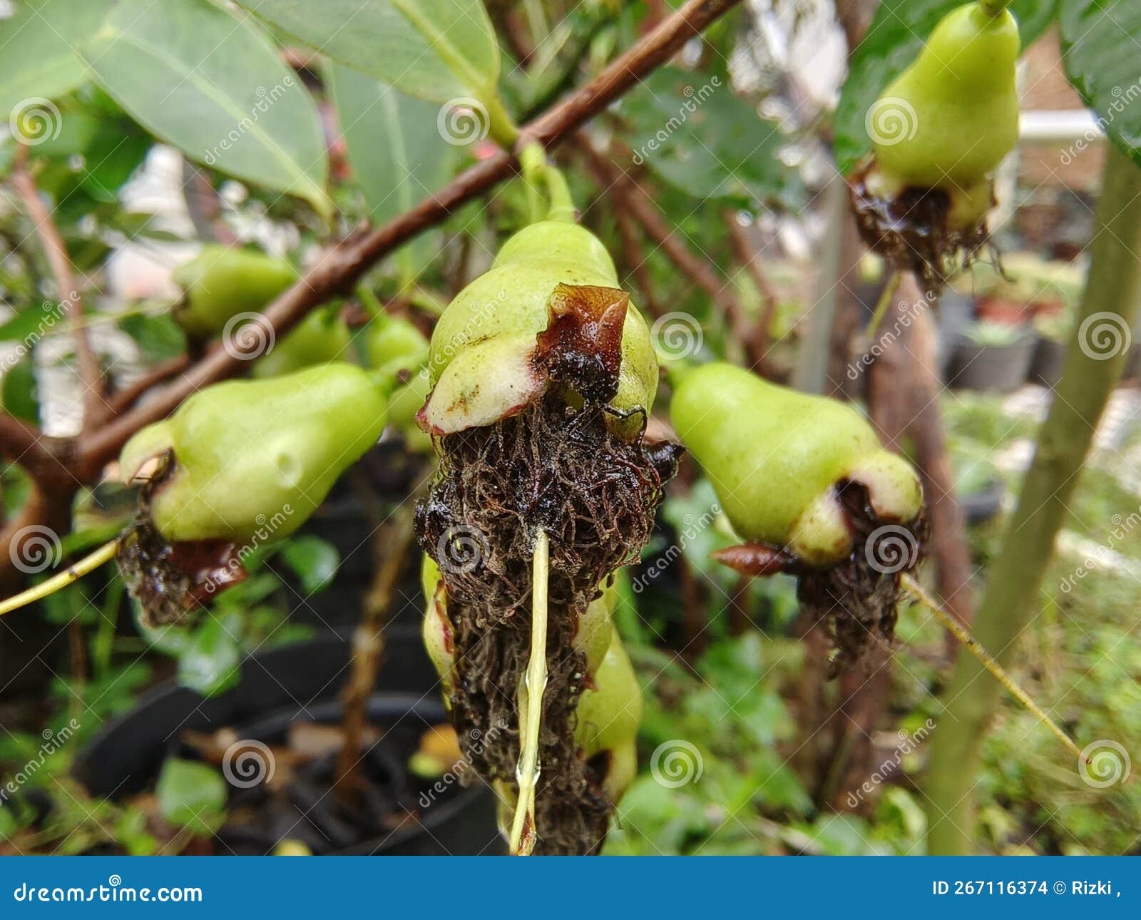 Water Apple Stamens that Do Not Fall and Rot on the Pistils Stock Photo ...