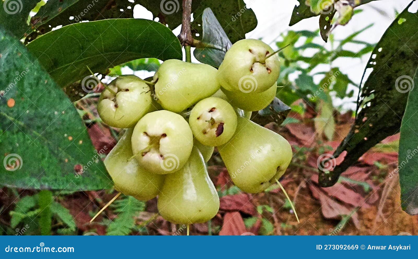 Water guava stay on plant stock image. Image of food - 273092669