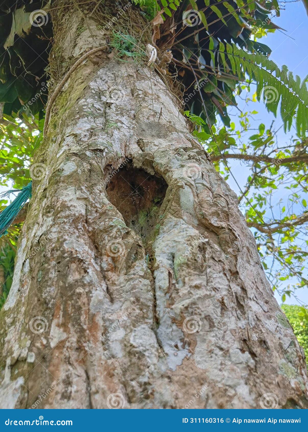 Water Guava Trees are Infested with Parasitic Plants Stock Photo ...