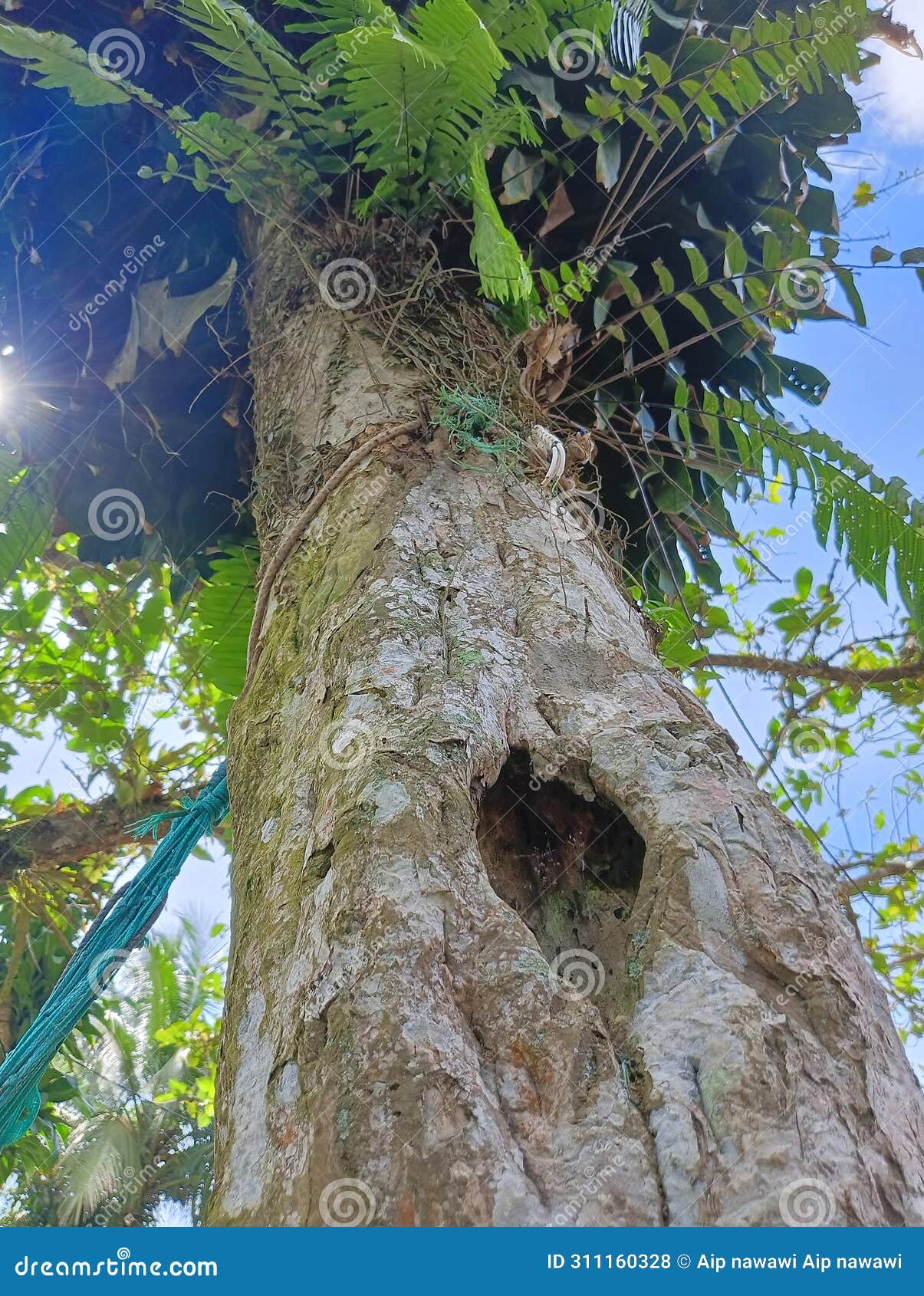 Trees With Parasitic Stem Pests Fungi Saprophytes And Parasites In The ...