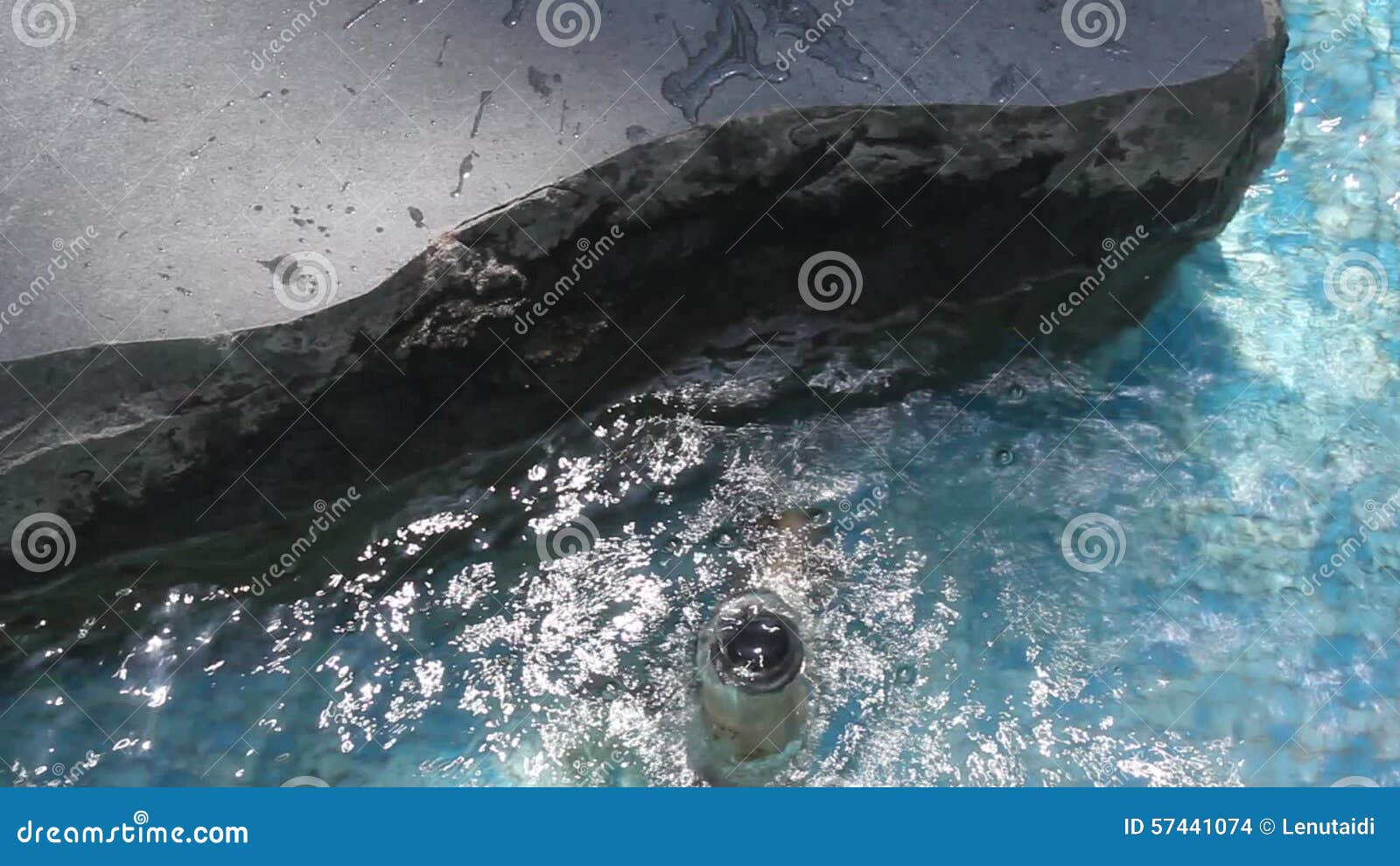 Water gushing stock footage. Video of texture, sunlight - 57441074