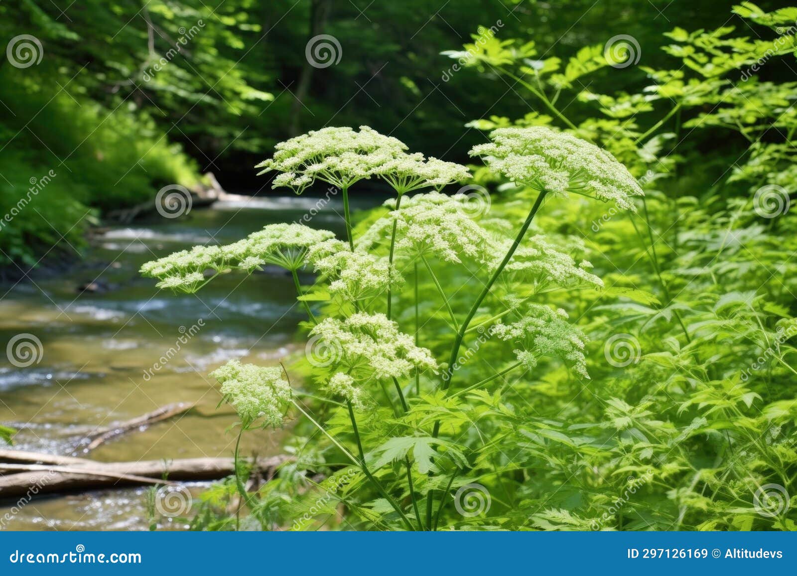 A Water Hemlock Plant Near a Stream Stock Image - Image of riverside ...