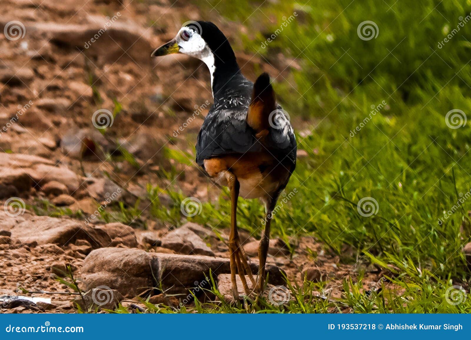 A water hen stock photo. Image of waterbird, prairie - 193537218