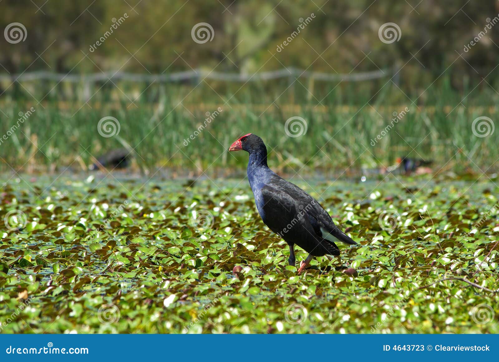Water hen bird on water stock image. Image of animal, river - 4643723