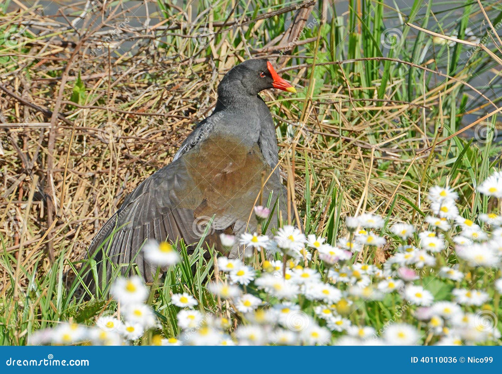 Water hen in the grass stock photo. Image of bird, space - 40110036