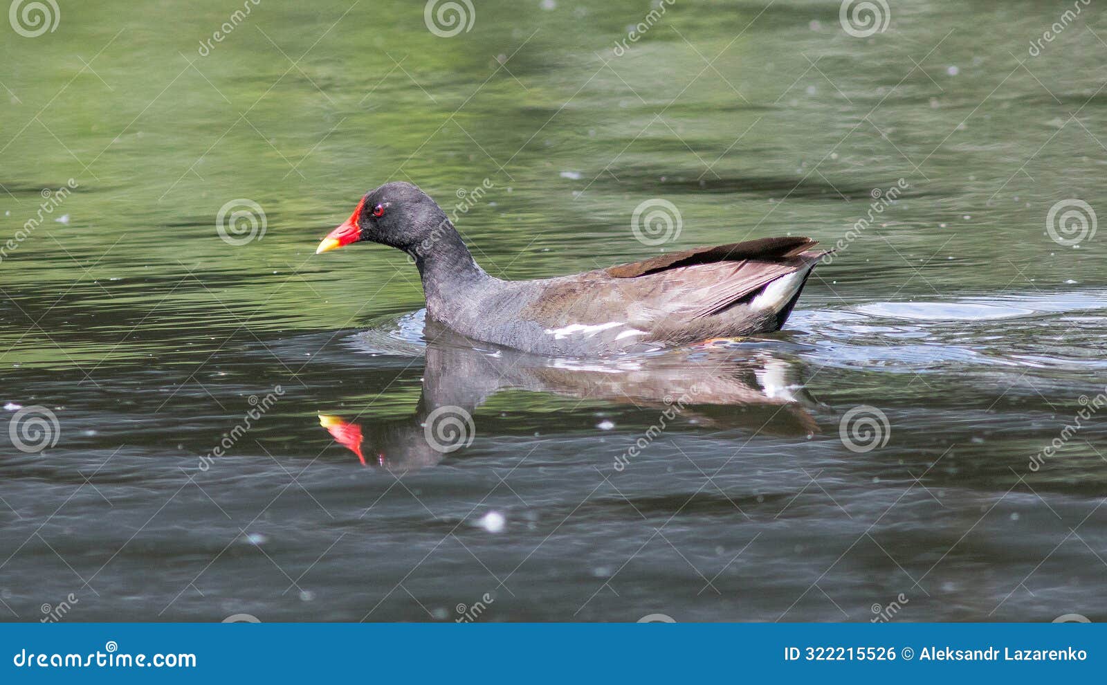Water Hen Swims on the Lake Stock Photo - Image of white, brown: 322215526