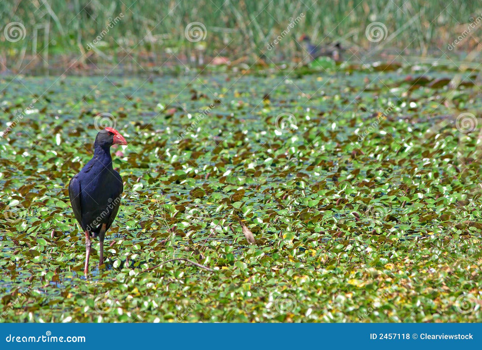 Water hen in wetlands stock photo. Image of lily, natural - 2457118