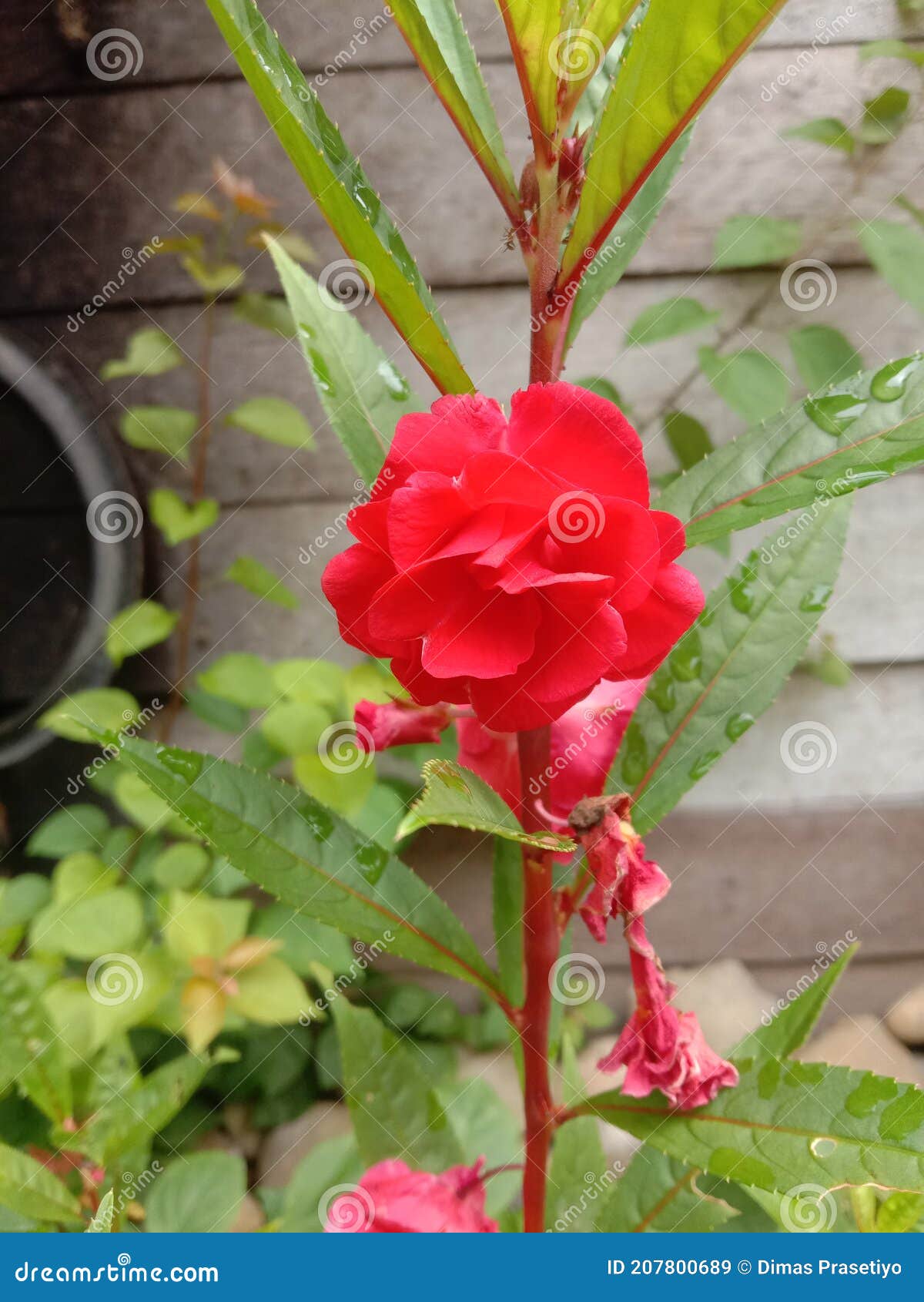 Water henna flower stock image. Image of flower, water - 207800689