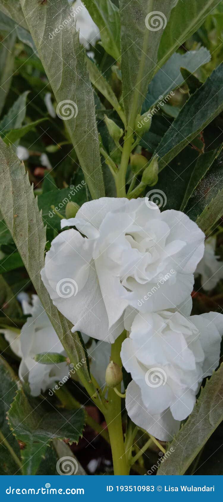 Water Henna Is A Plant That Is Native To South And Southeast Asia But ...