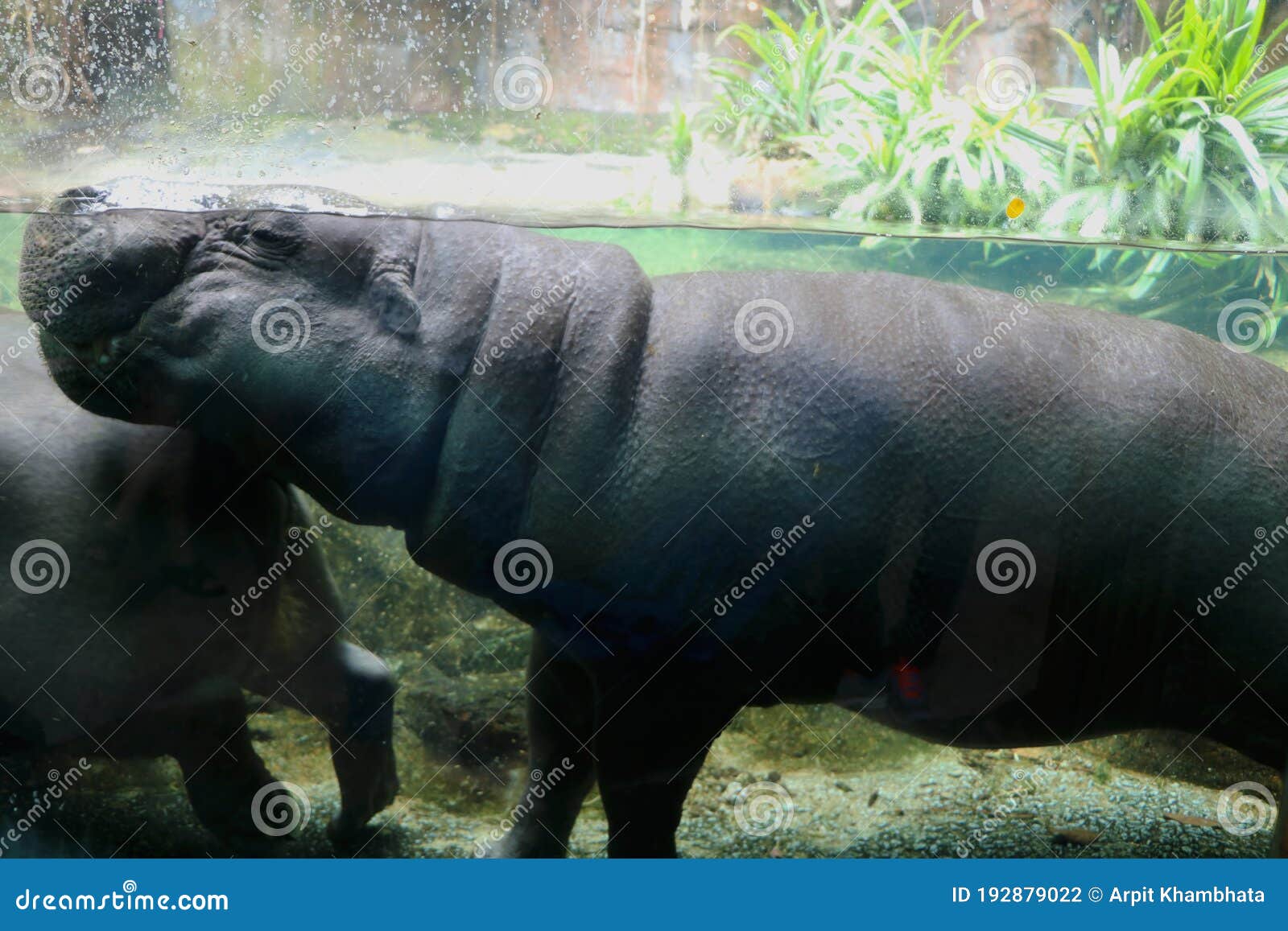 Water Hippo at in Water Aquarium Stock Photo - Image of animals ...
