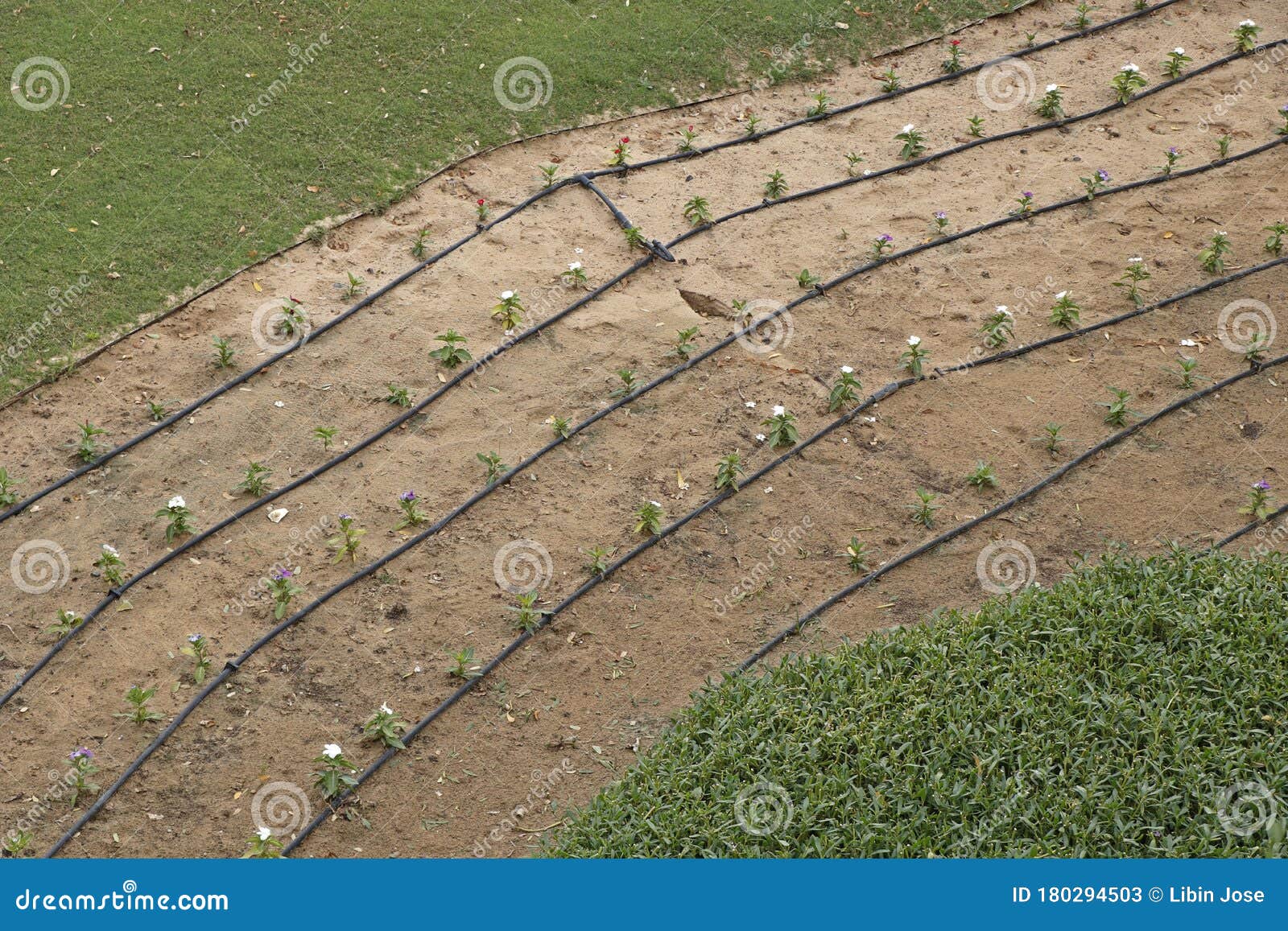 Water hose line for garden stock image. Image of environment - 180294503