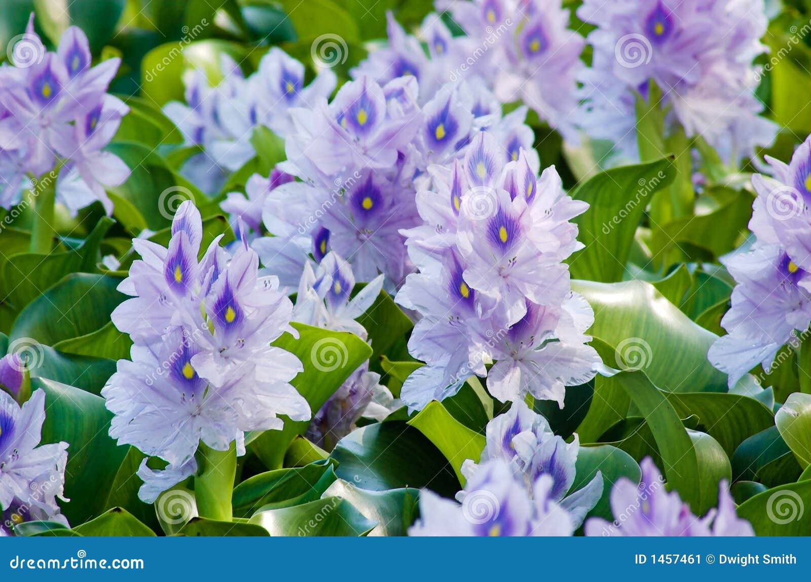 Water Hyacinth stock image. Image of ecological, brazil - 1457461