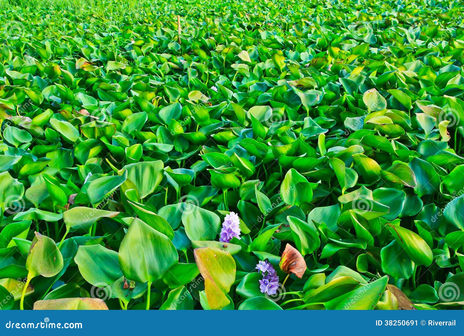 Water hyacinth stock image. Image of card, ornamental - 38250691