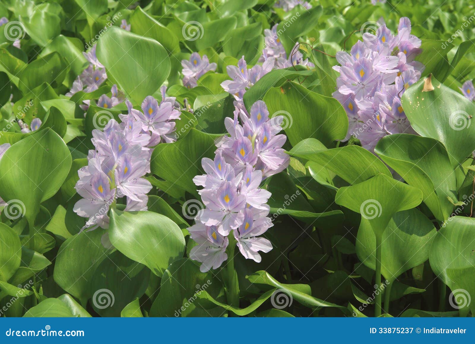 Water Hyacinth. stock image. Image of eichhornia, common - 33875237