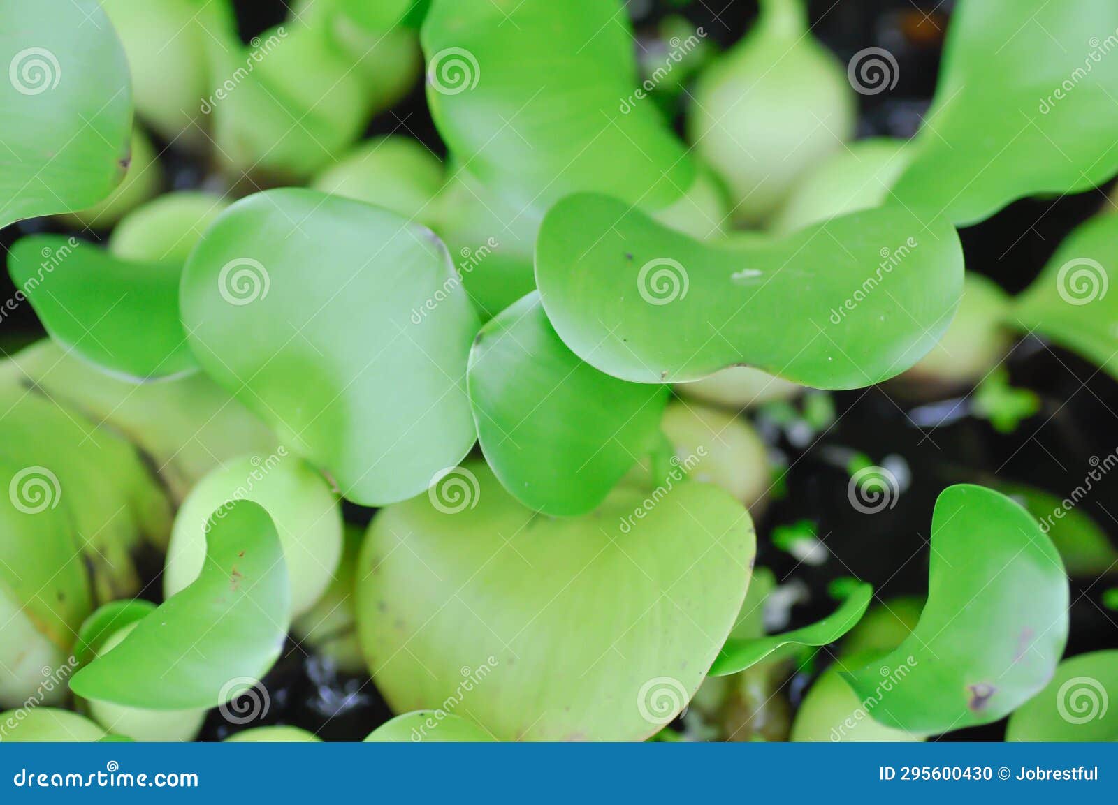 Water Hyacinth, Eichhornia Crassipes or PONTEDERIACEAE or Floating ...