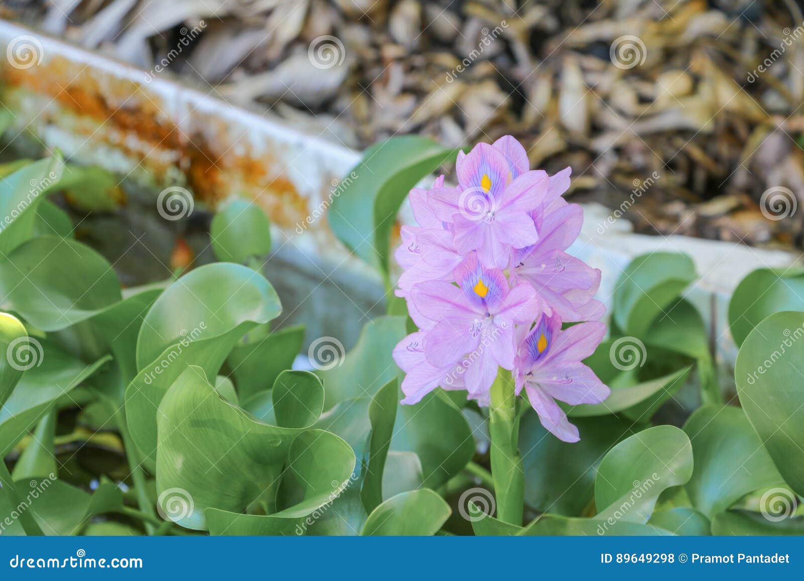 Water Hyacinth Floating Beautiful in Nature Java Weed Stock Photo ...