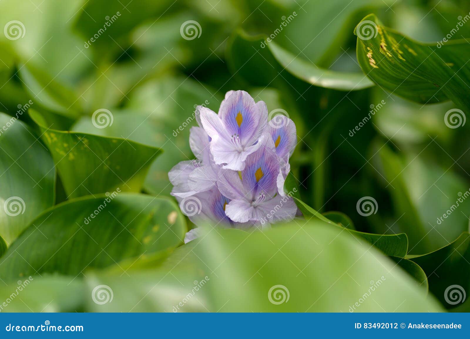 Java Weed On Background. Royalty-Free Stock Image | CartoonDealer.com #97204726