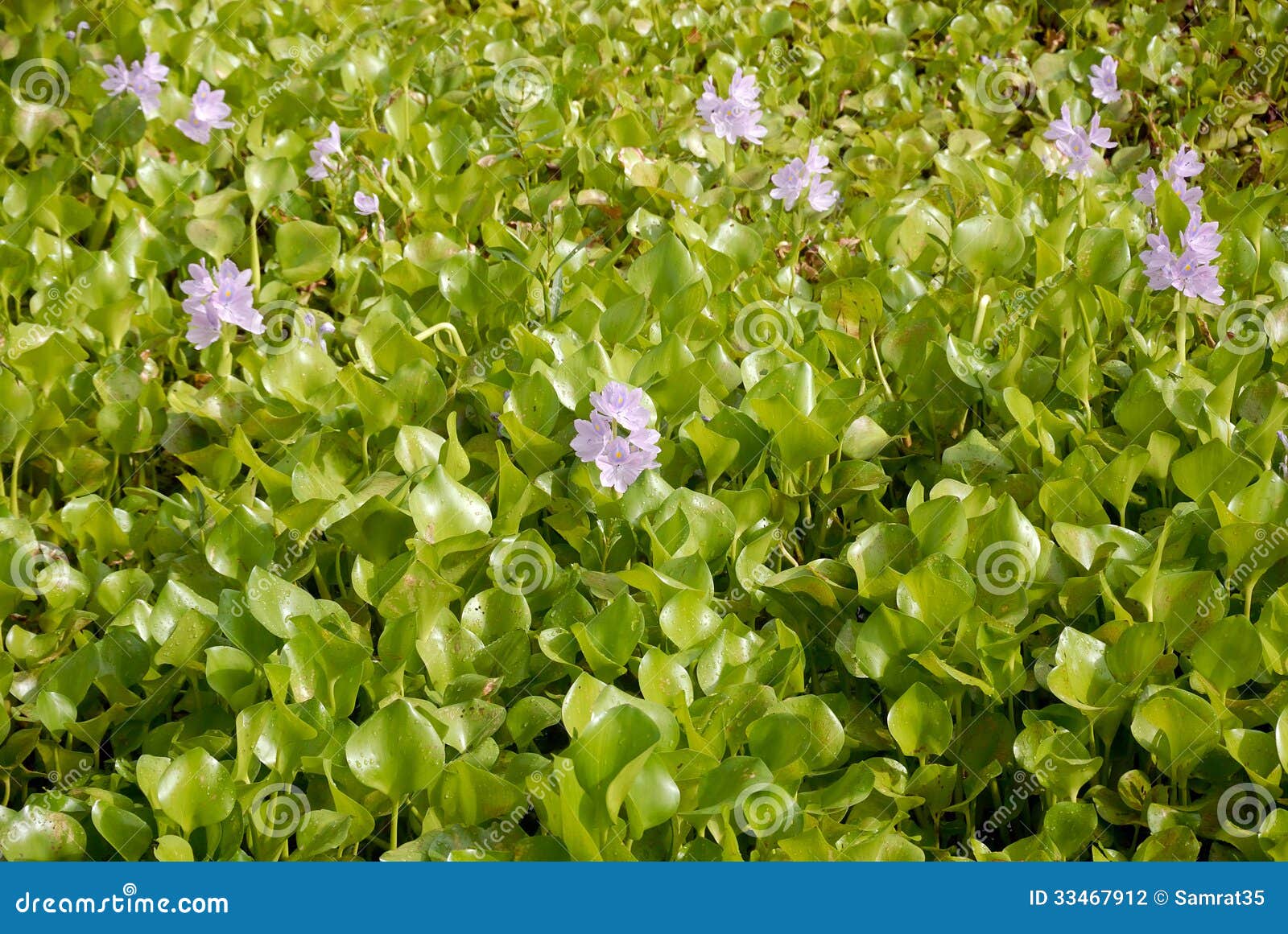 Water -Hyacinth stock photo. Image of green, glossy, flower - 33467912