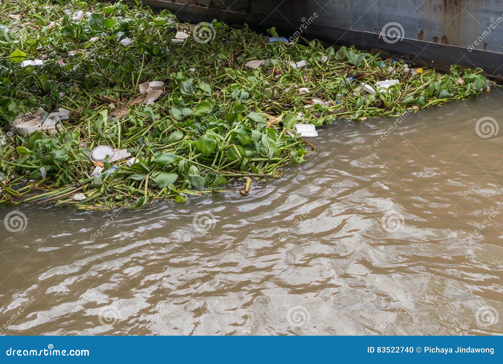 Water Hyacinth with Garbage on River Stock Photo - Image of foam, city ...