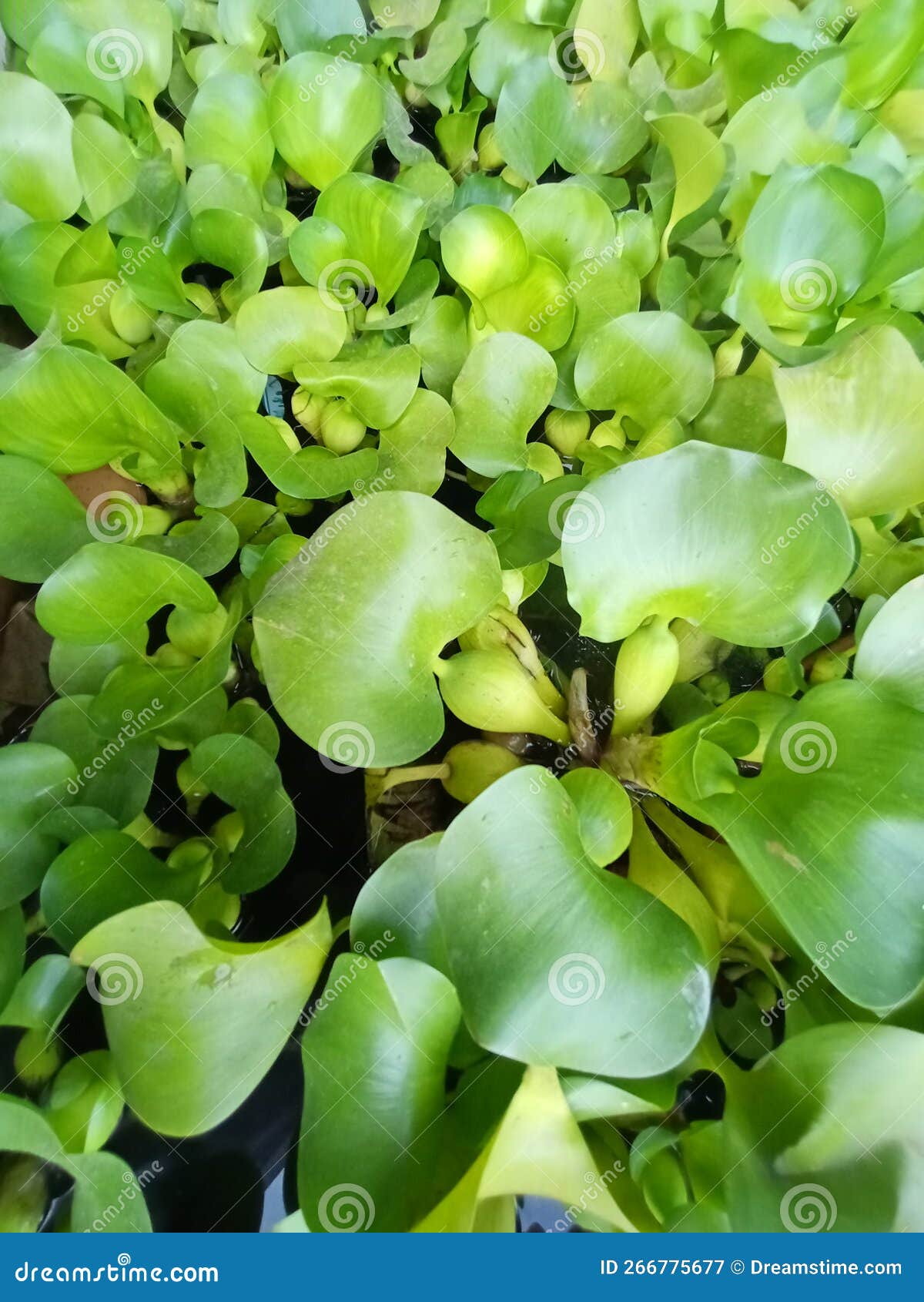 Water hyacinth stock image. Image of requires, water - 266775677