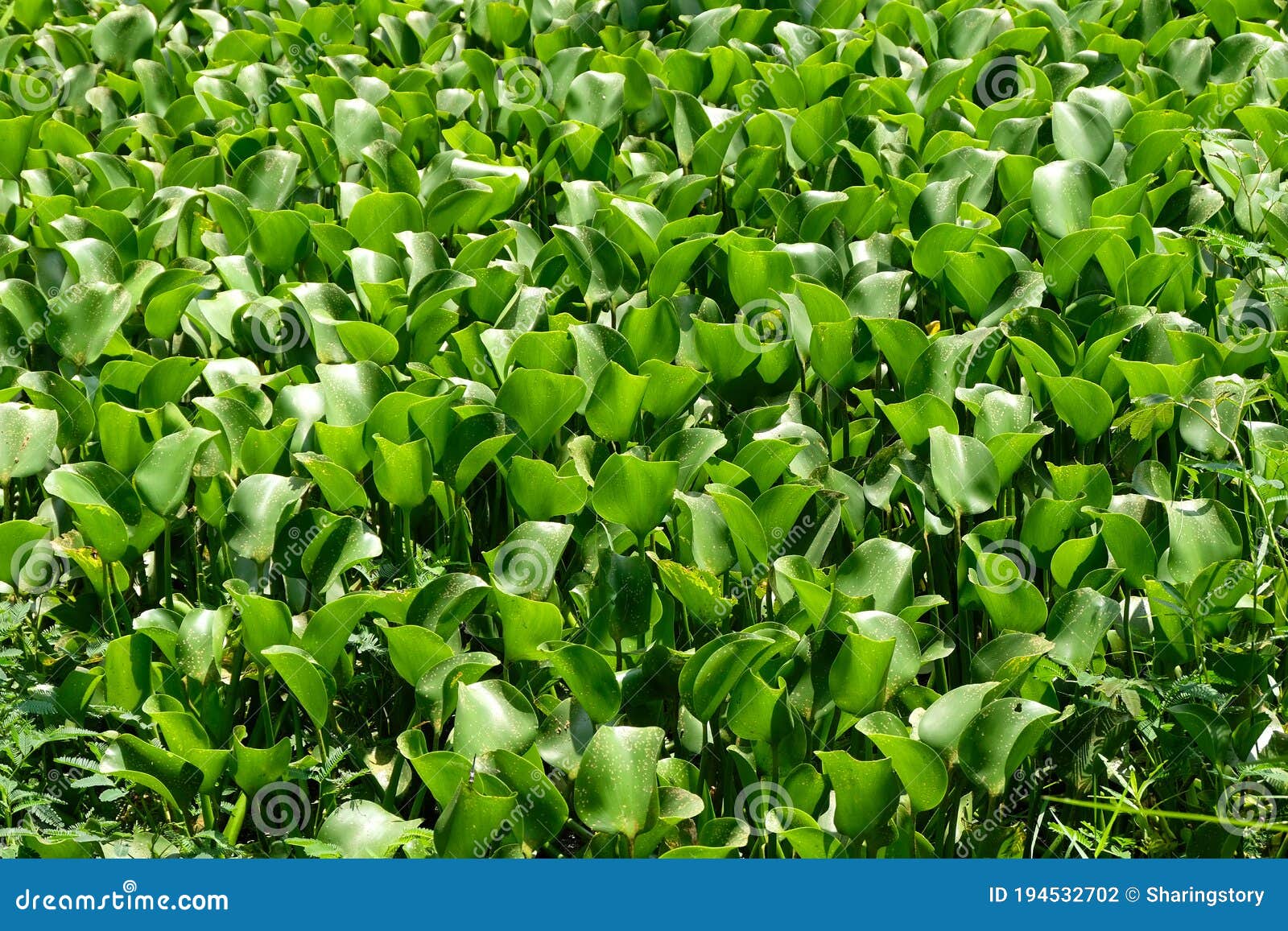 Water Hyacinth Plants Green Leaves Stock Photo - Image of traditional ...