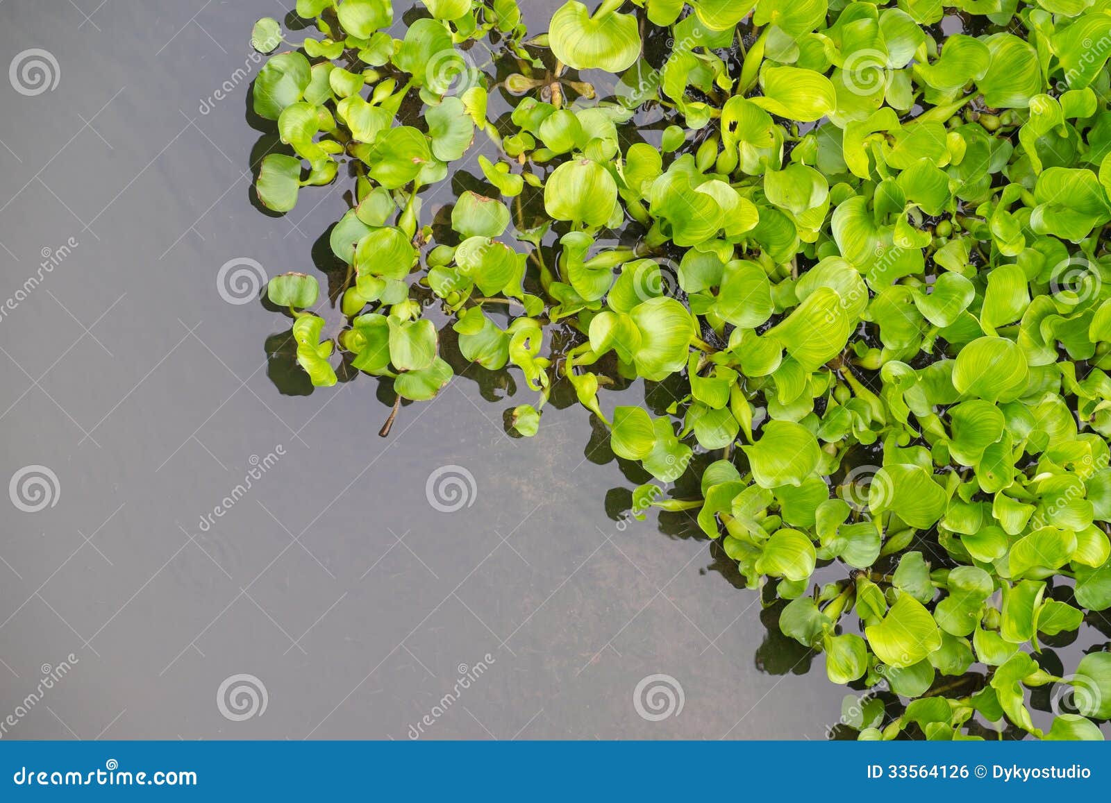 Water Hyacinth in pond stock photo. Image of water, exotic - 33564126