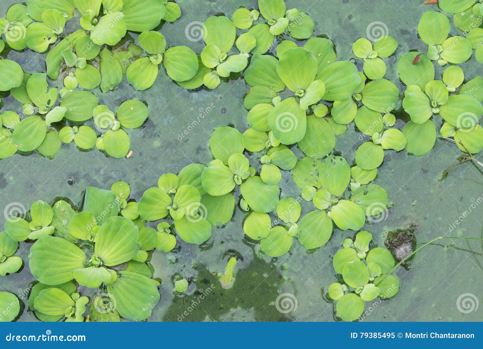 Water hyacinth in pond stock image. Image of environment - 79385495