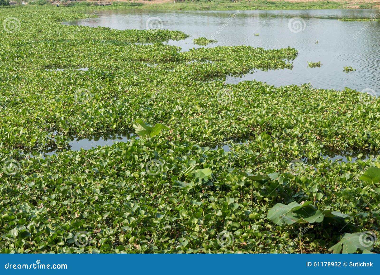 Water Hyacinth in the River Stock Photo - Image of plant, nature: 61178932