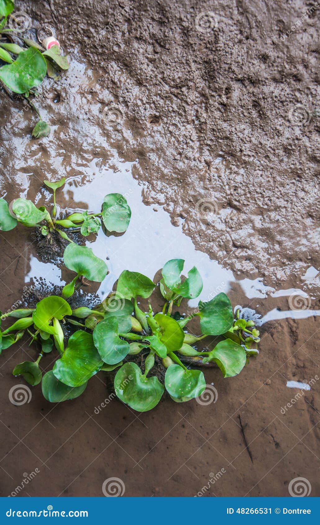 Water hyacinth stock image. Image of asian, green, reflection - 48266531