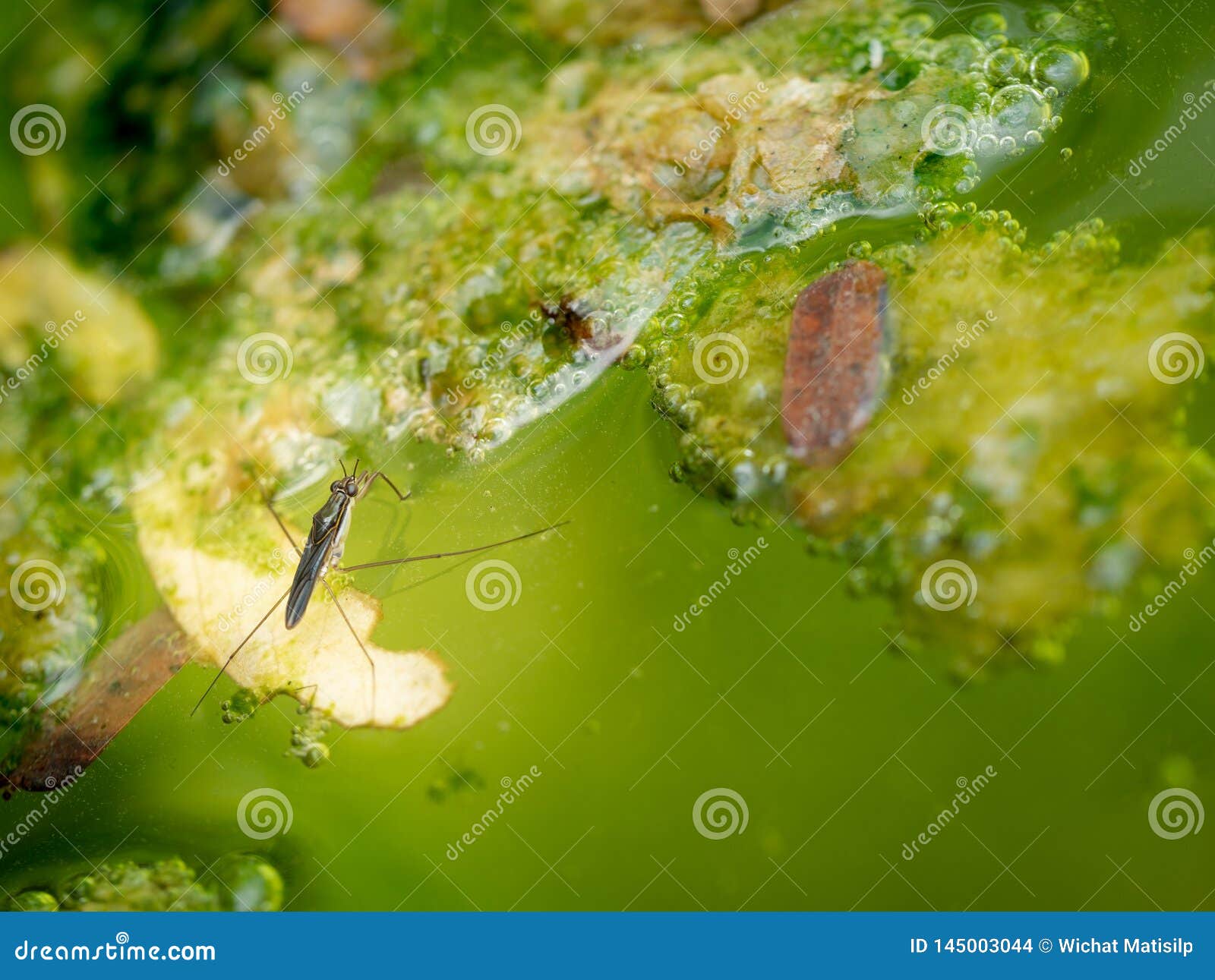 Water Insect Perched on the Water Stock Photo - Image of macro, green ...