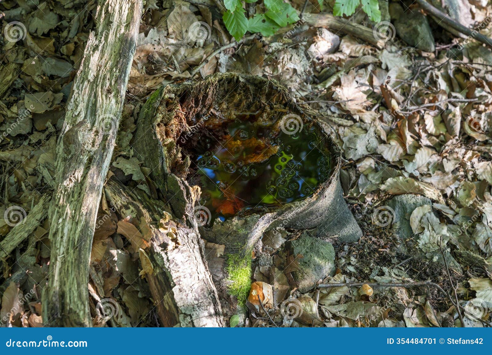 Water Inside the Decaying Tree Stump in the Forest Stock Image - Image ...