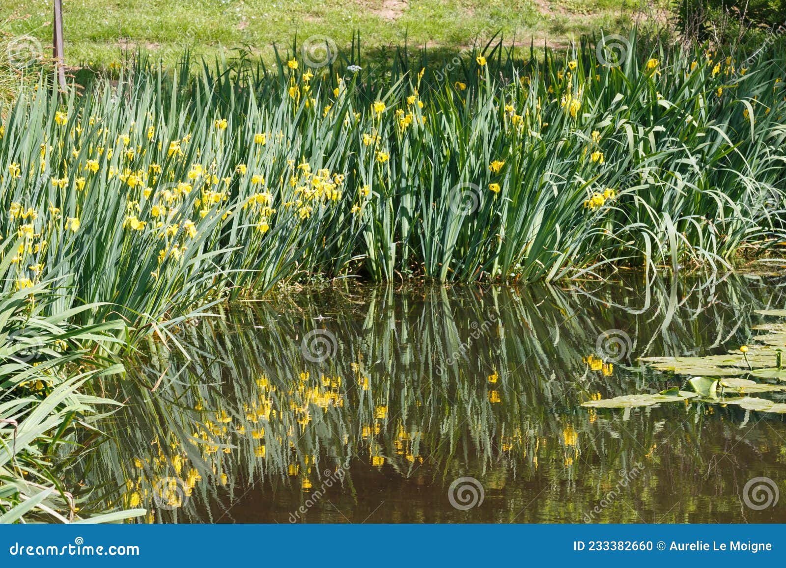 Water iris near a pond stock photo. Image of outdoor - 233382660
