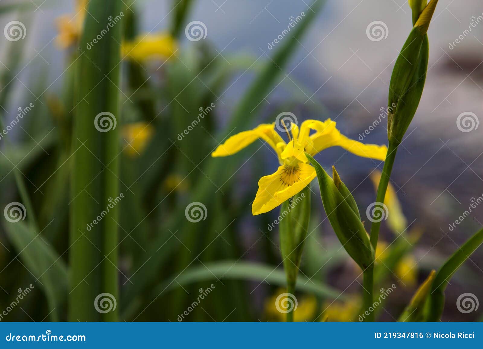 Water Iris by the Shore of a River Seen Up Close Stock Photo - Image of ...