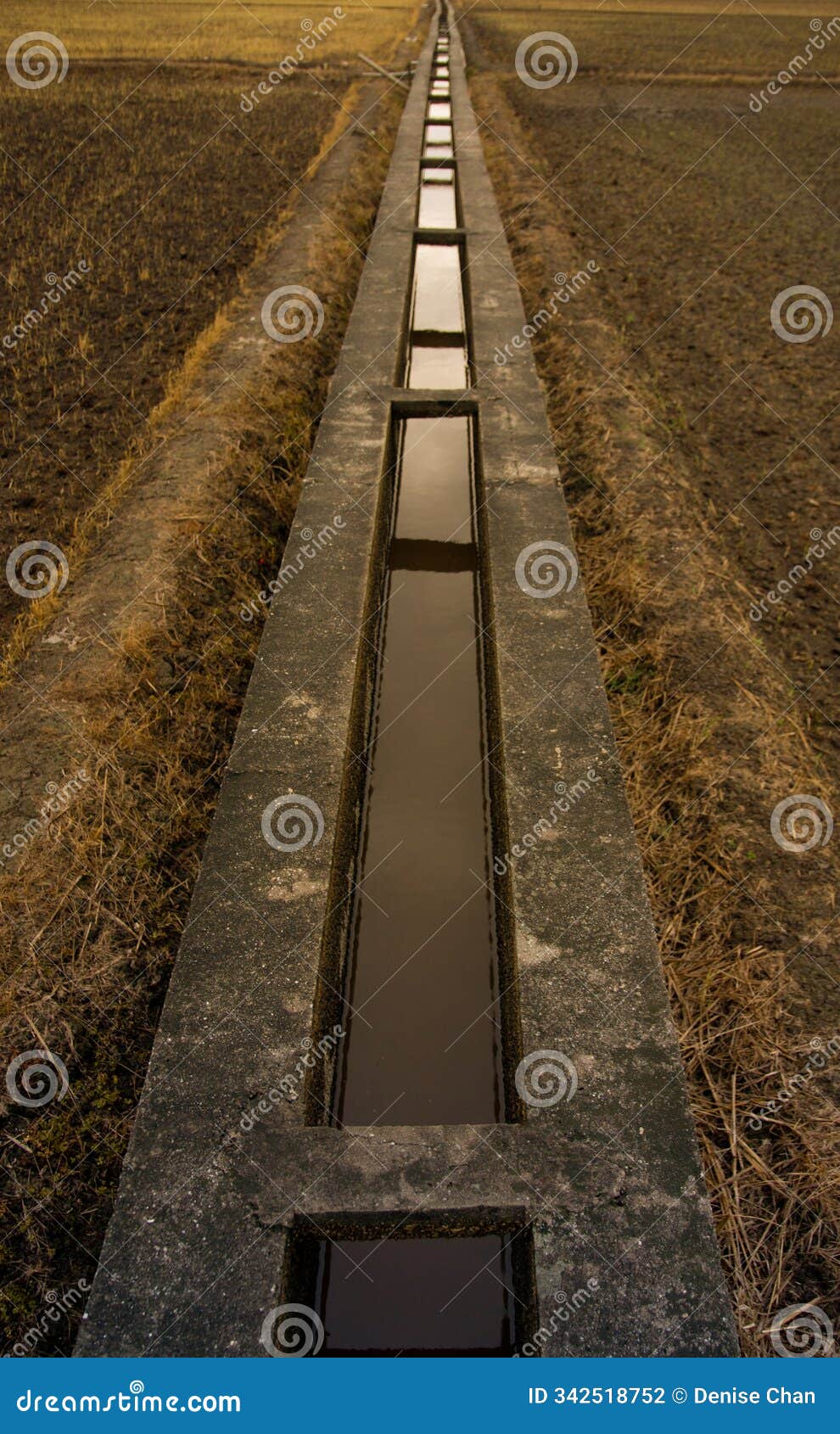 Water Irrigation in Paddy Field Stock Photo - Image of sekinchan ...