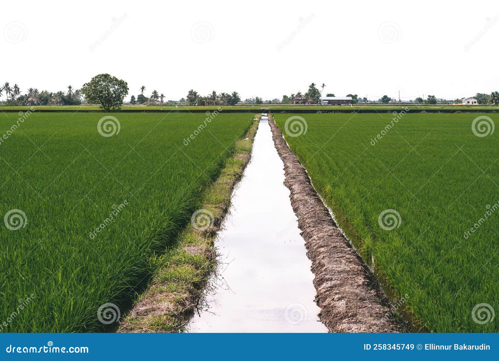 Water Irrigation at the Rice Paddy Field Stock Image - Image of paddy ...