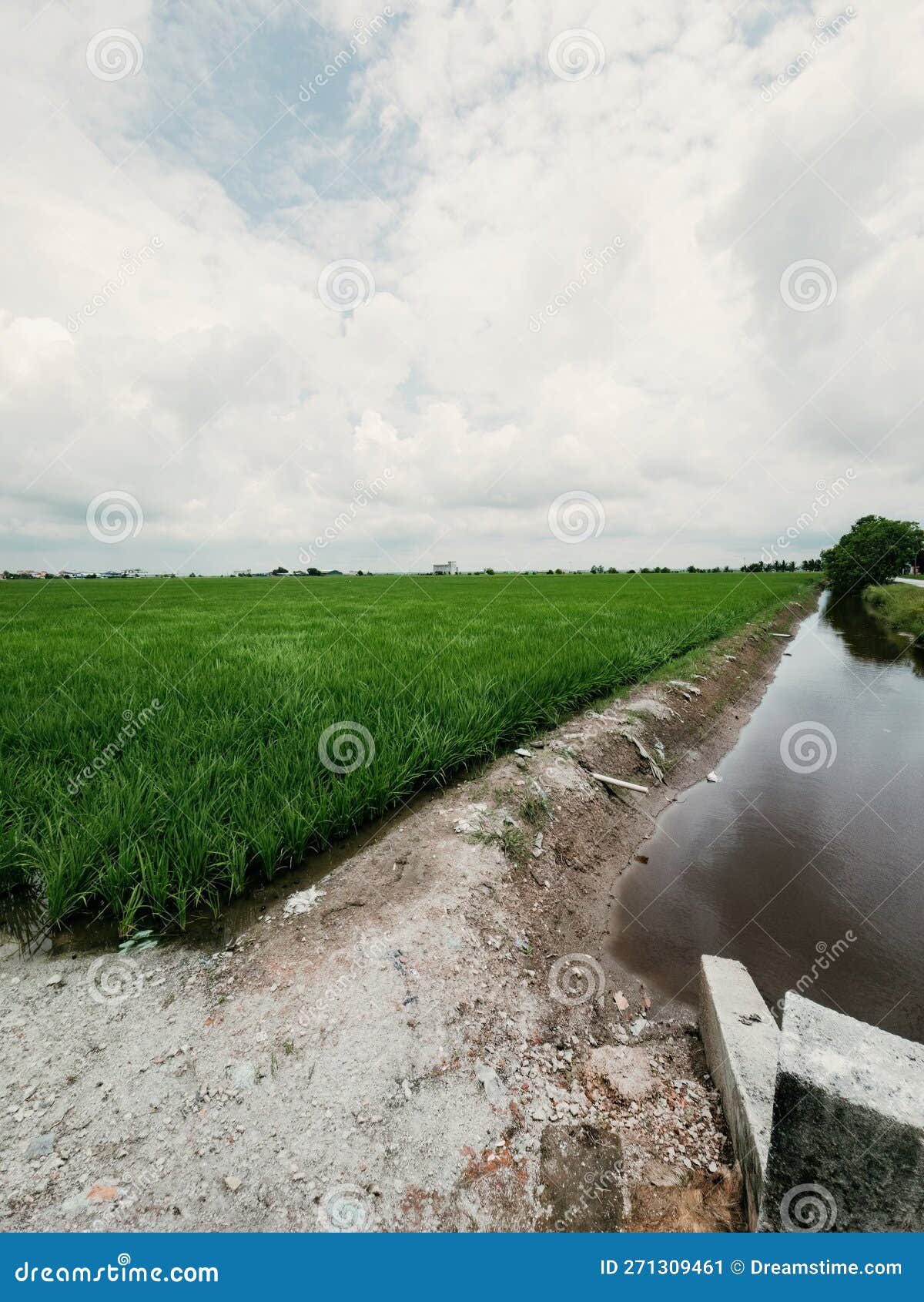 Water Irrigation at the Rice Paddy Field Stock Image - Image of grass ...