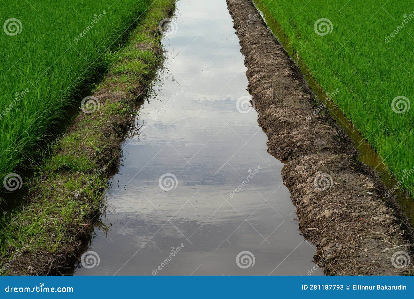 Water Irrigation at the Rice Paddy Field Stock Image - Image of ...