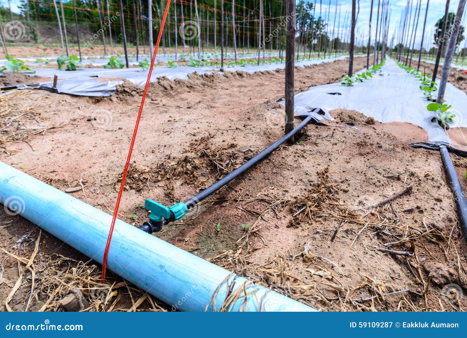 Water Irrigation System on Melon Field Stock Image - Image of farmer ...